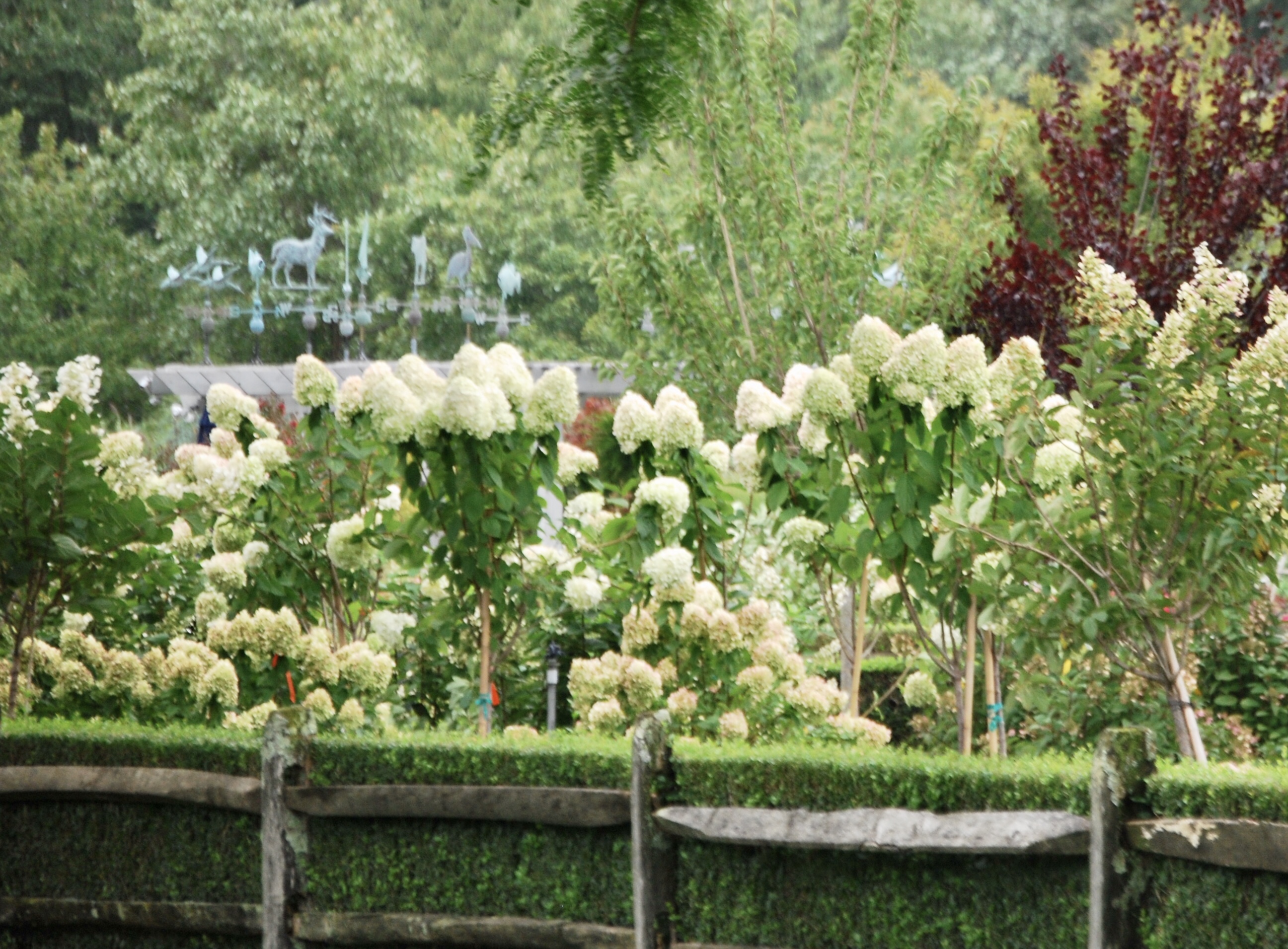 plants are starting to arrive! – the nightgown gardener