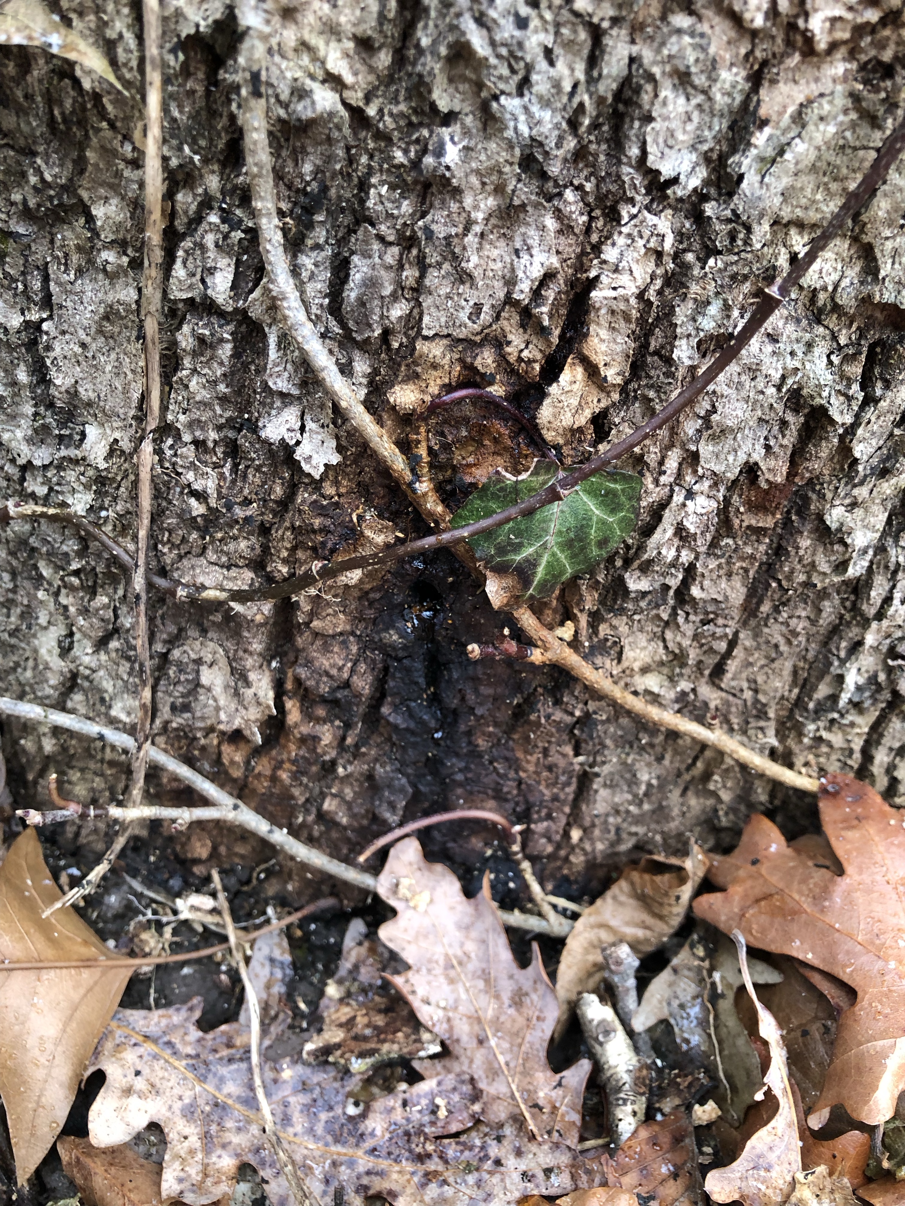 tree nag – the nightgown gardener