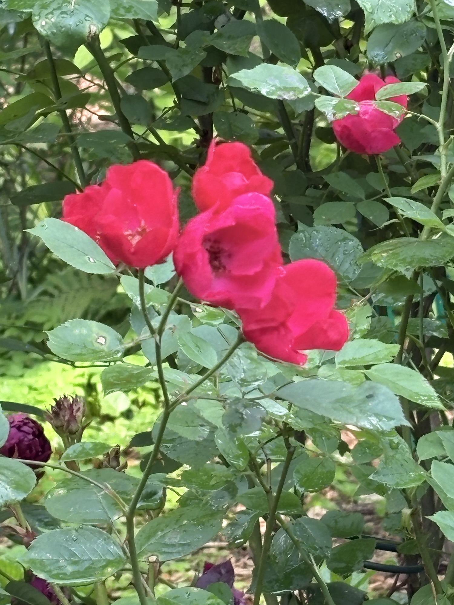 do we have to plant all natives and not all “native roses” were created ...