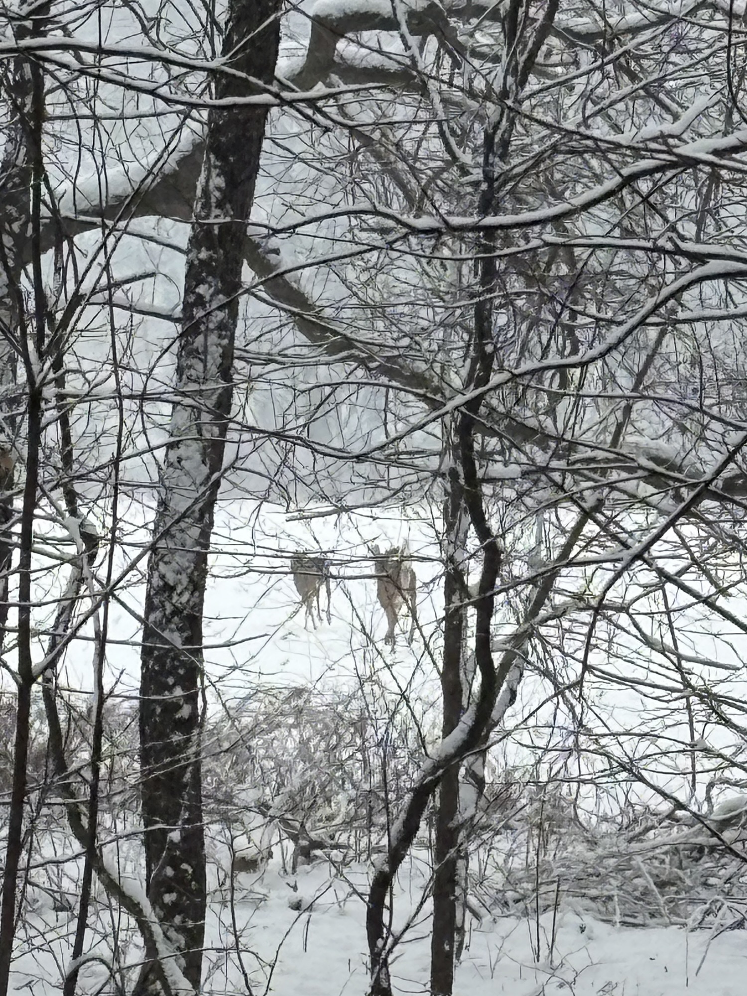 snow day – the nightgown gardener